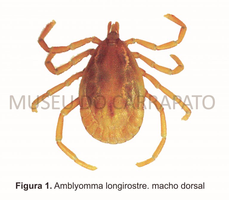 Amblyomma longirostre F1 – MUSEU DO CARRAPATO