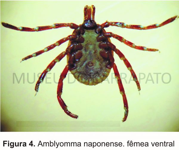 Amblyomma naponense F4 – MUSEU DO CARRAPATO
